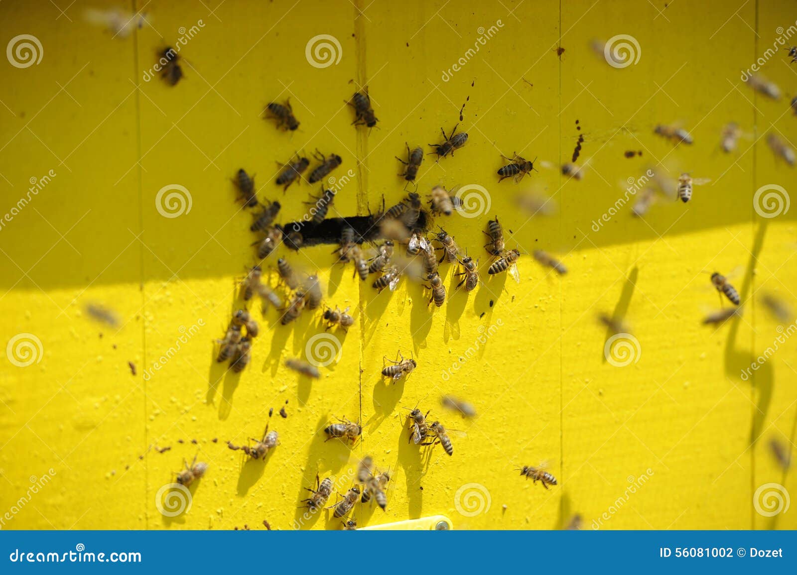 Working bees stock photo. Image of artisan, beefarm, brown - 56081002