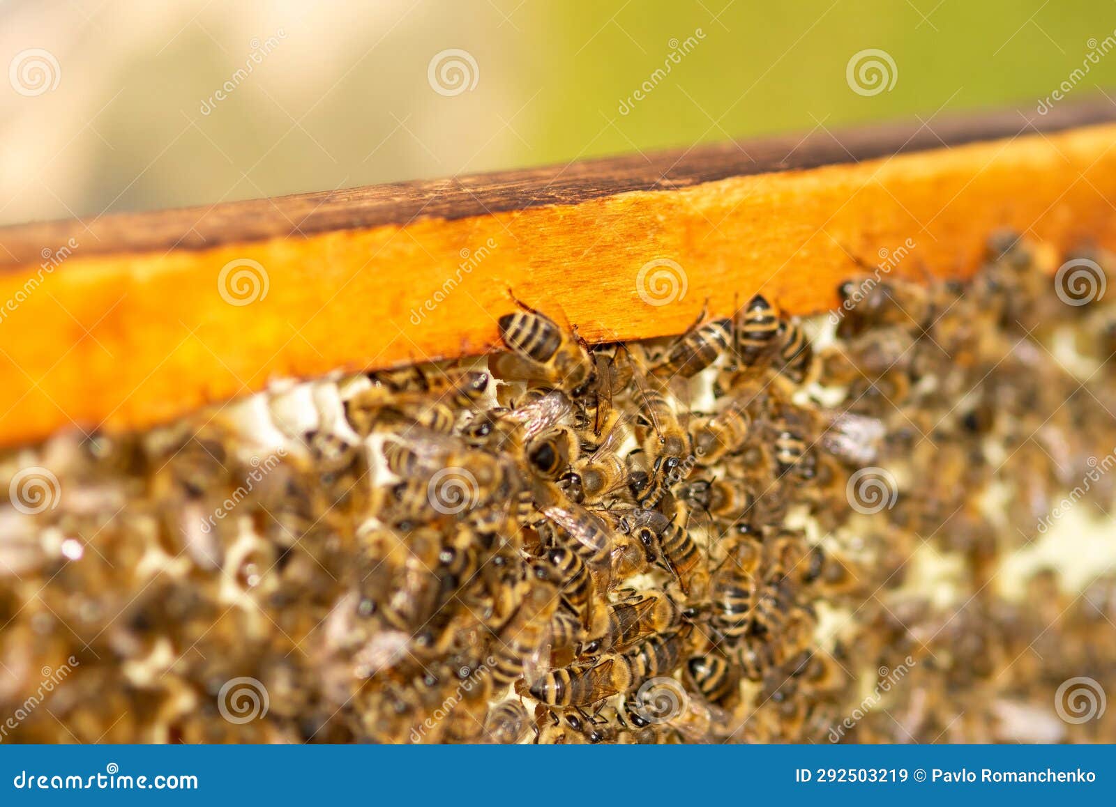 Working Bees on Combs, Honey Production Stock Image - Image of comb ...