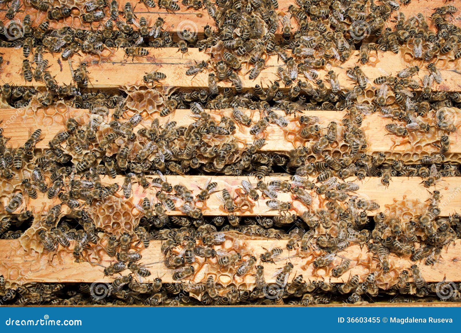 Working bees stock image. Image of food, agriculture - 36603455