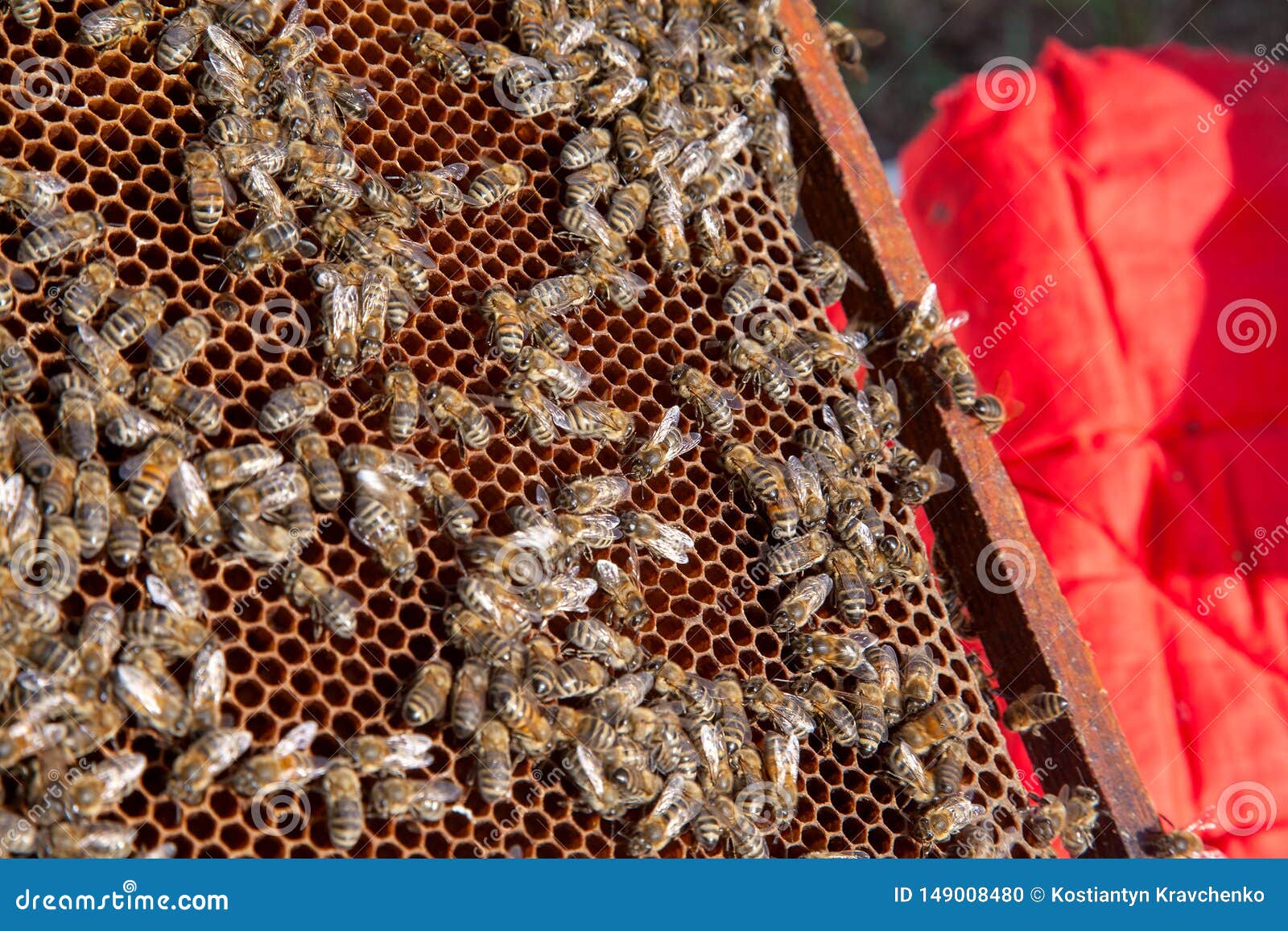 Working Bees in a Hive on Honeycomb. Close Up View of the Working Bees ...