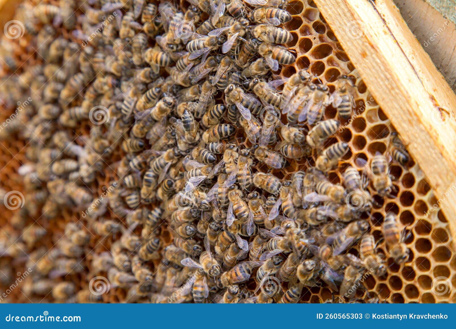 Working Bees in a Hive on Honeycomb. Close Up View of the Working Bees ...