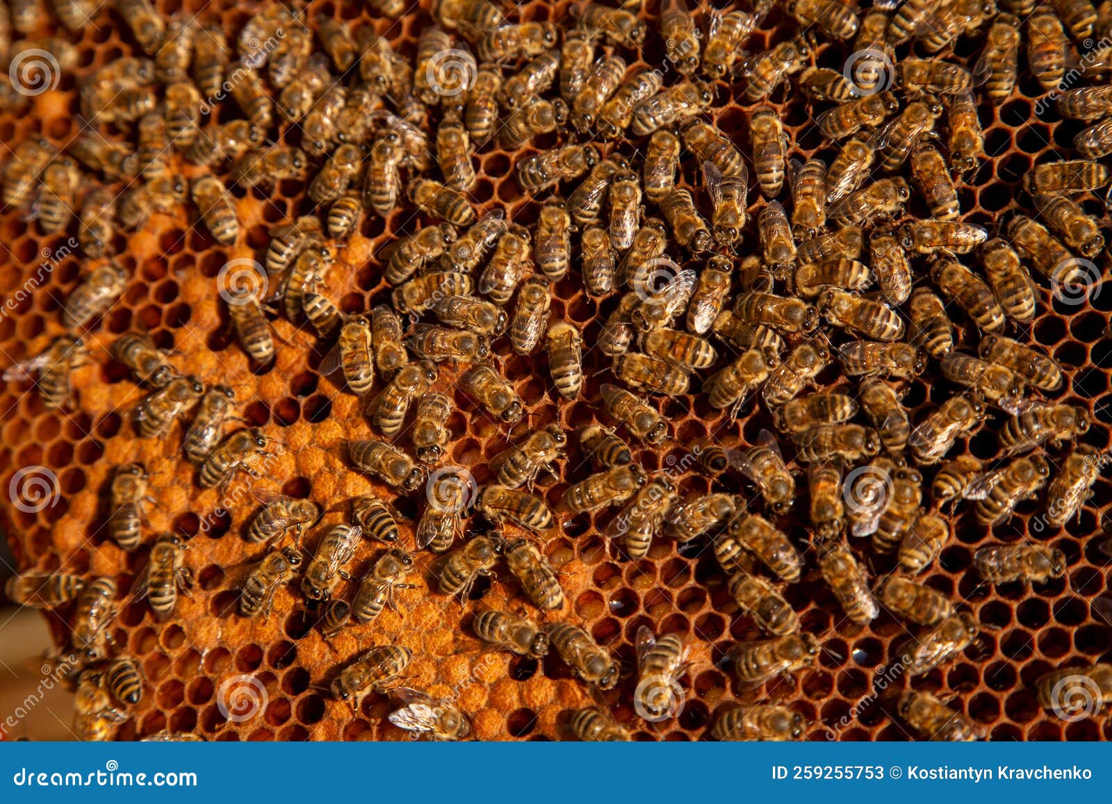 Working Bees in a Hive on Honeycomb. Bees Inside Hive with Sealed and ... Working Bees in a Hive on Honeycomb. Bees Inside Hive with Sealed and ...