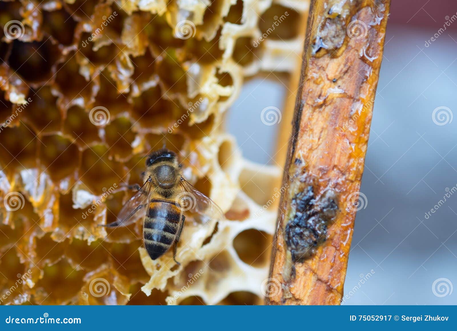 Working Bees on Honey Cells Stock Image - Image of hexagon, honeyed ...