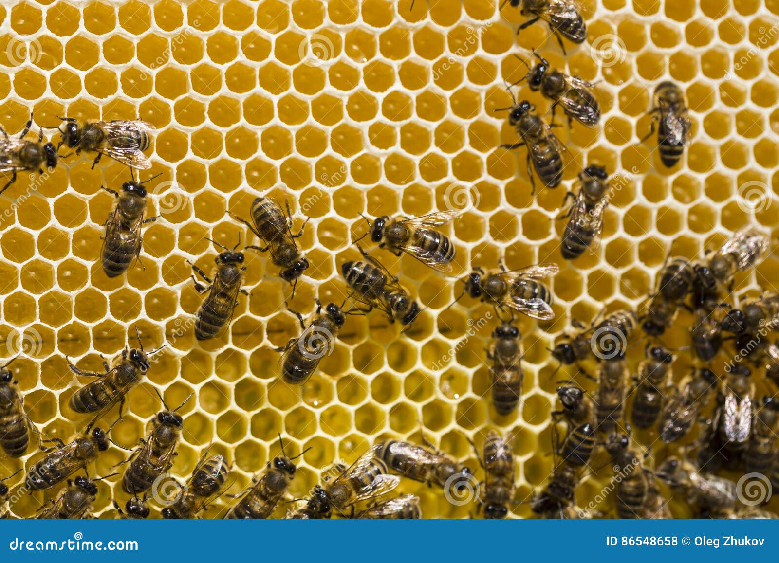 Working Bees on Honey Cells Stock Photo - Image of busy, eating: 86548658