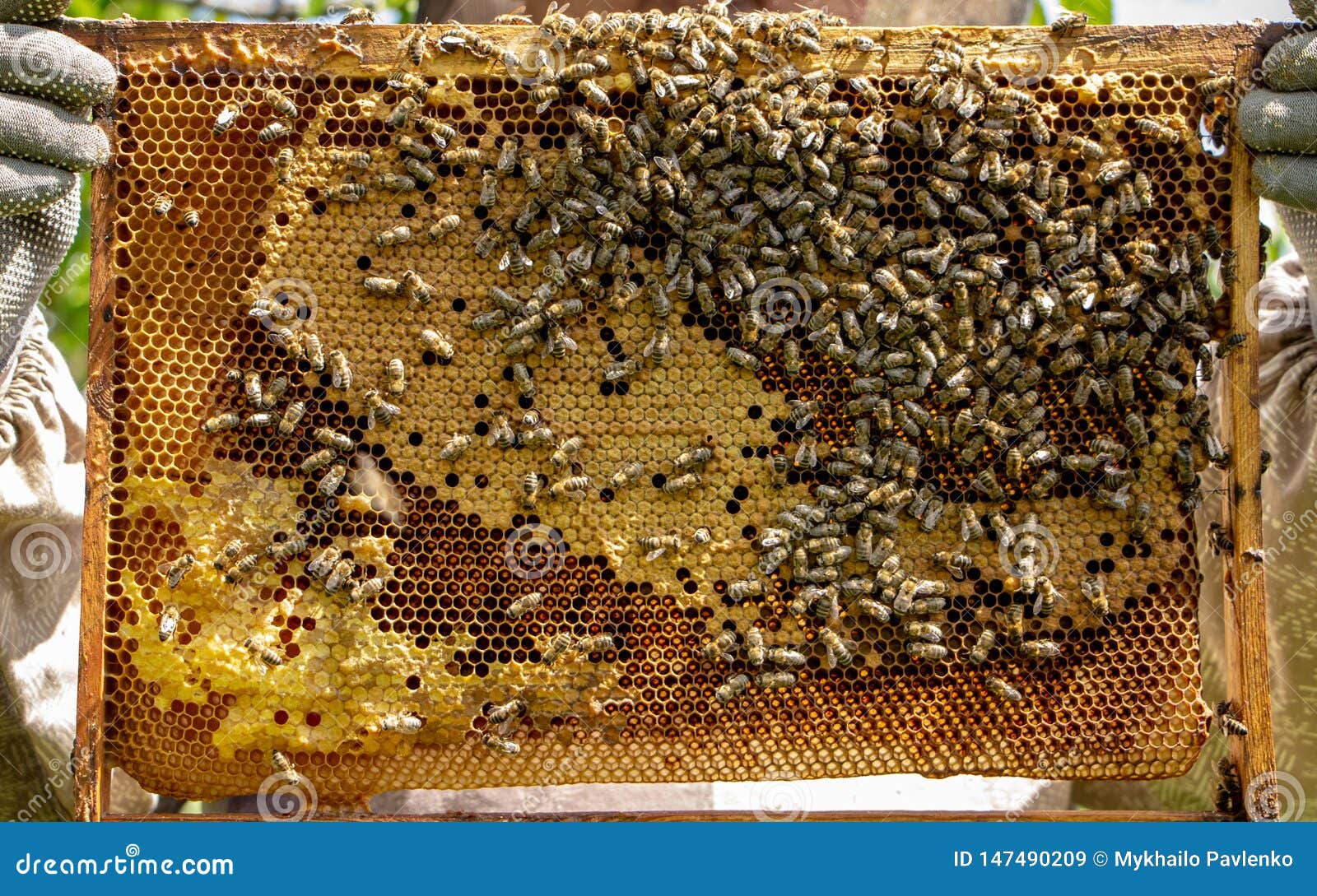 The Working Bees on Honey Cells in a Hive Stock Image - Image of ...