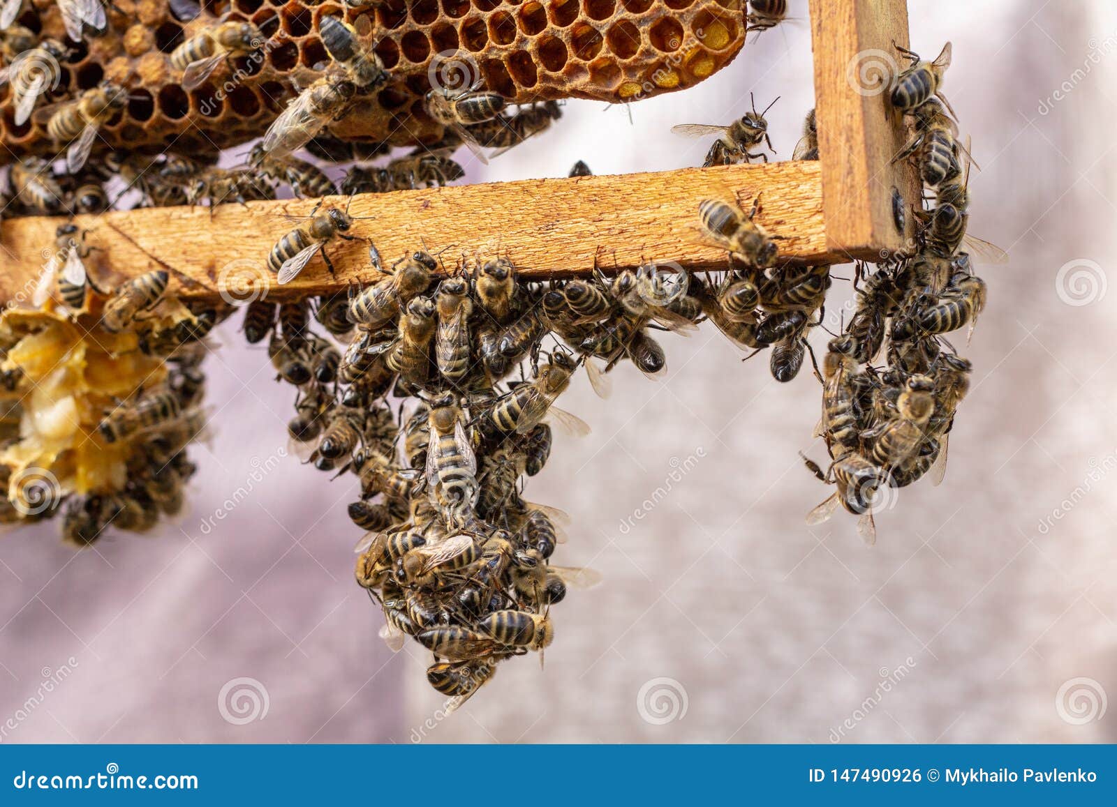 The Working Bees on Honey Cells in a Hive Stock Photo - Image of shape ...