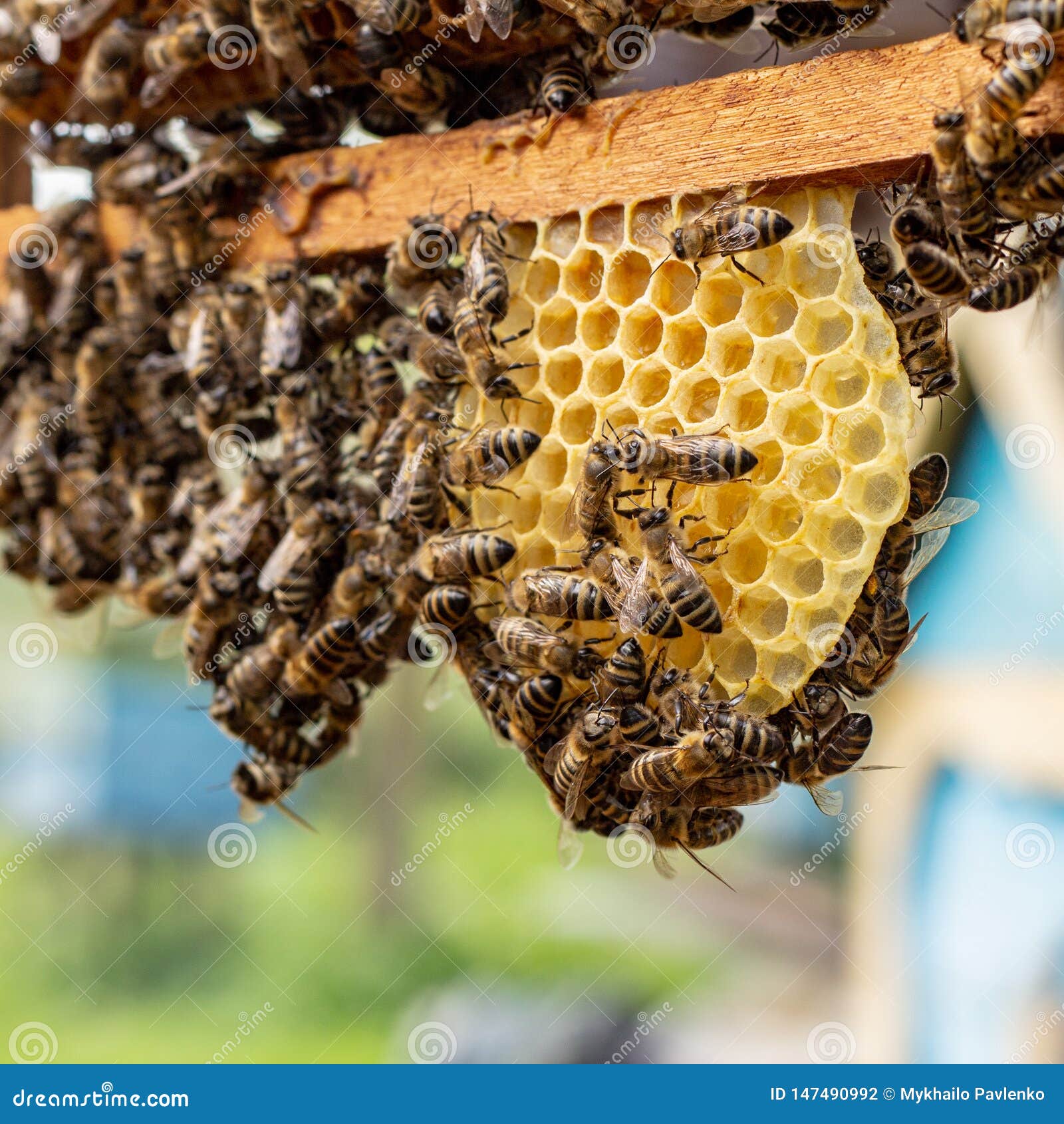 The Working Bees on Honey Cells in a Hive Stock Photo - Image of ...