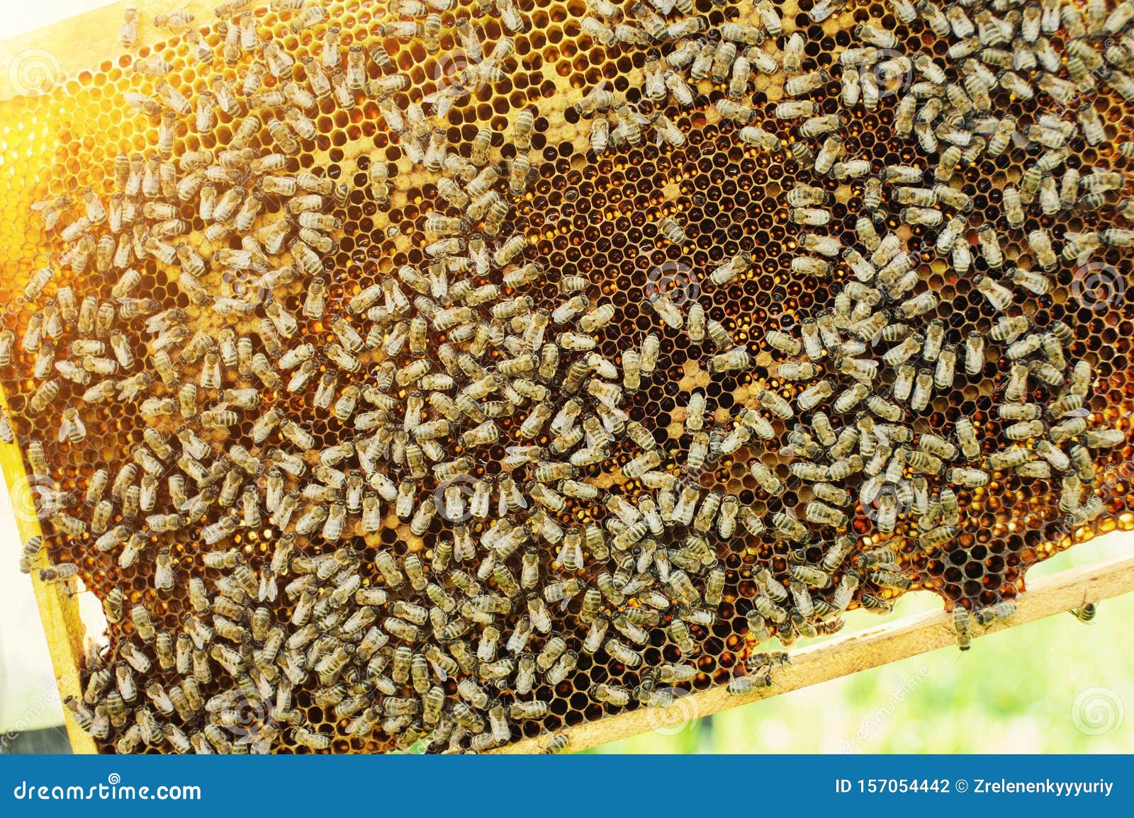 Working bees on honeycomb stock photo. Image of honeyed - 157054442