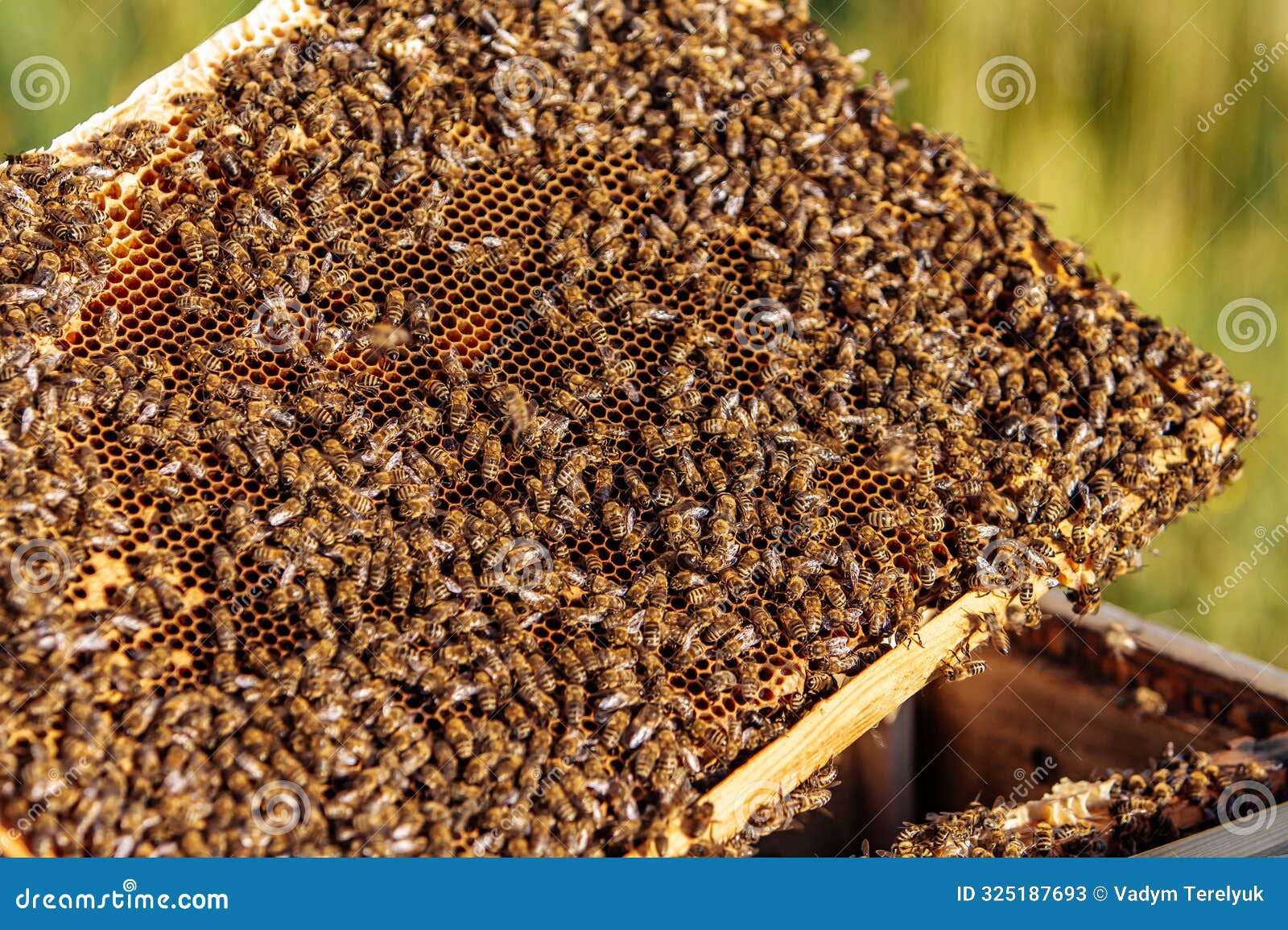 Working Bees on Honeycomb. Frames of a Bee Hive Stock Image - Image of ...