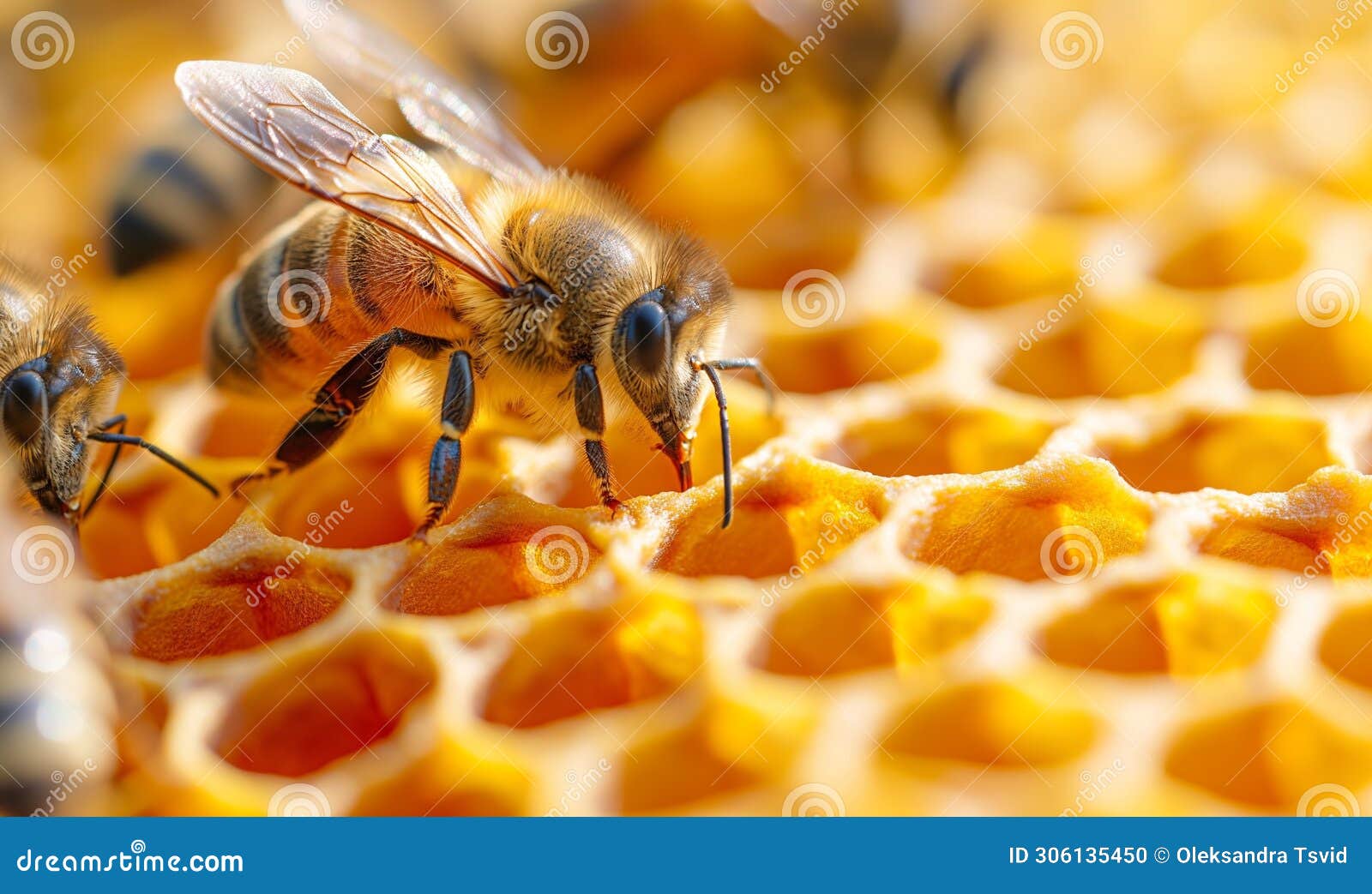 Working Bees on Honeycombs stock photo. Image of beekeeping - 306135450