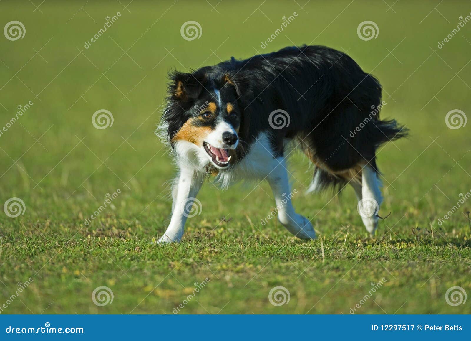 Working Border Collie stock image. Image of friend, pedigree - 12297517