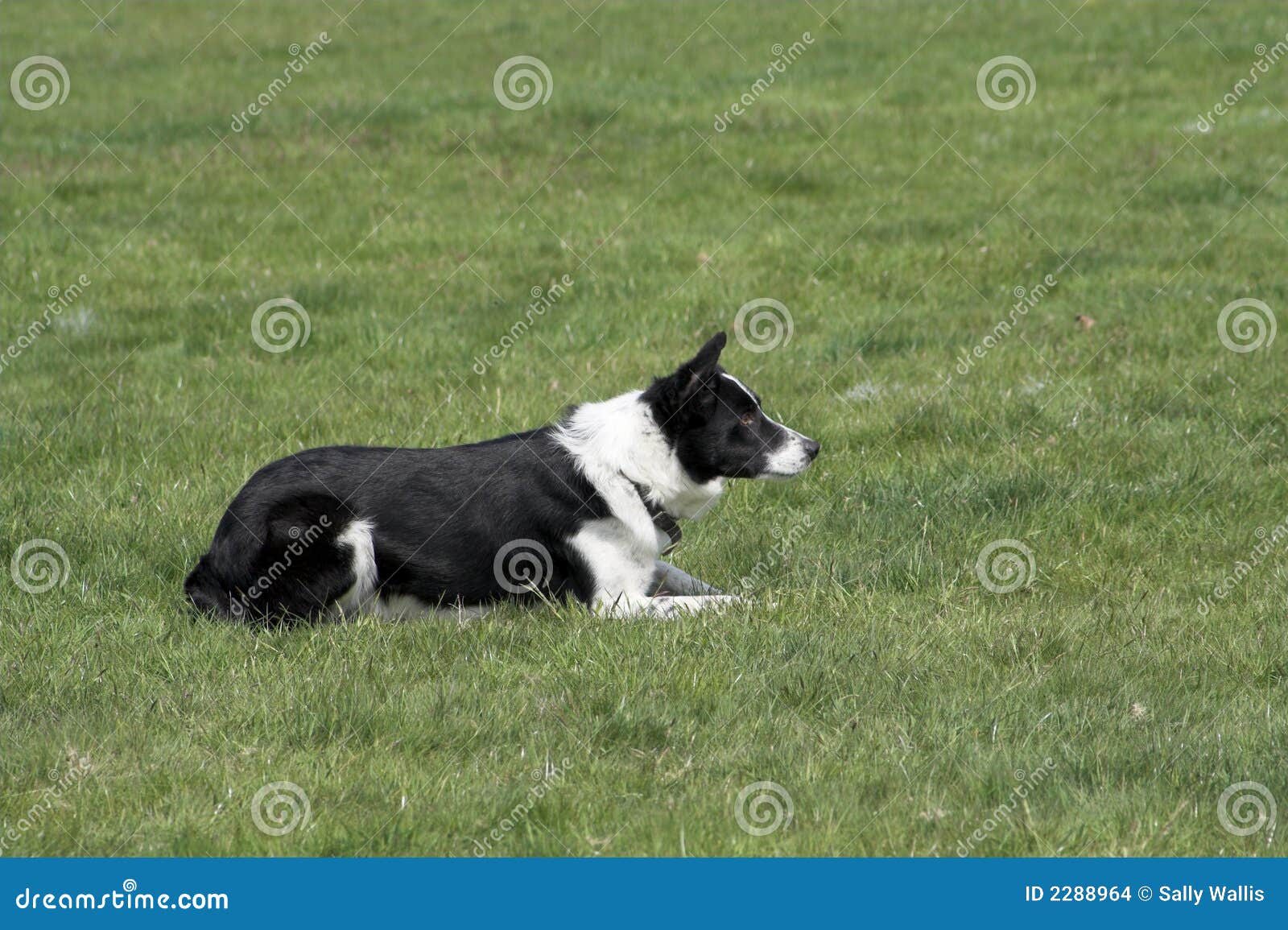 Working Border Collie stock photo. Image of farmer, focused - 2288964