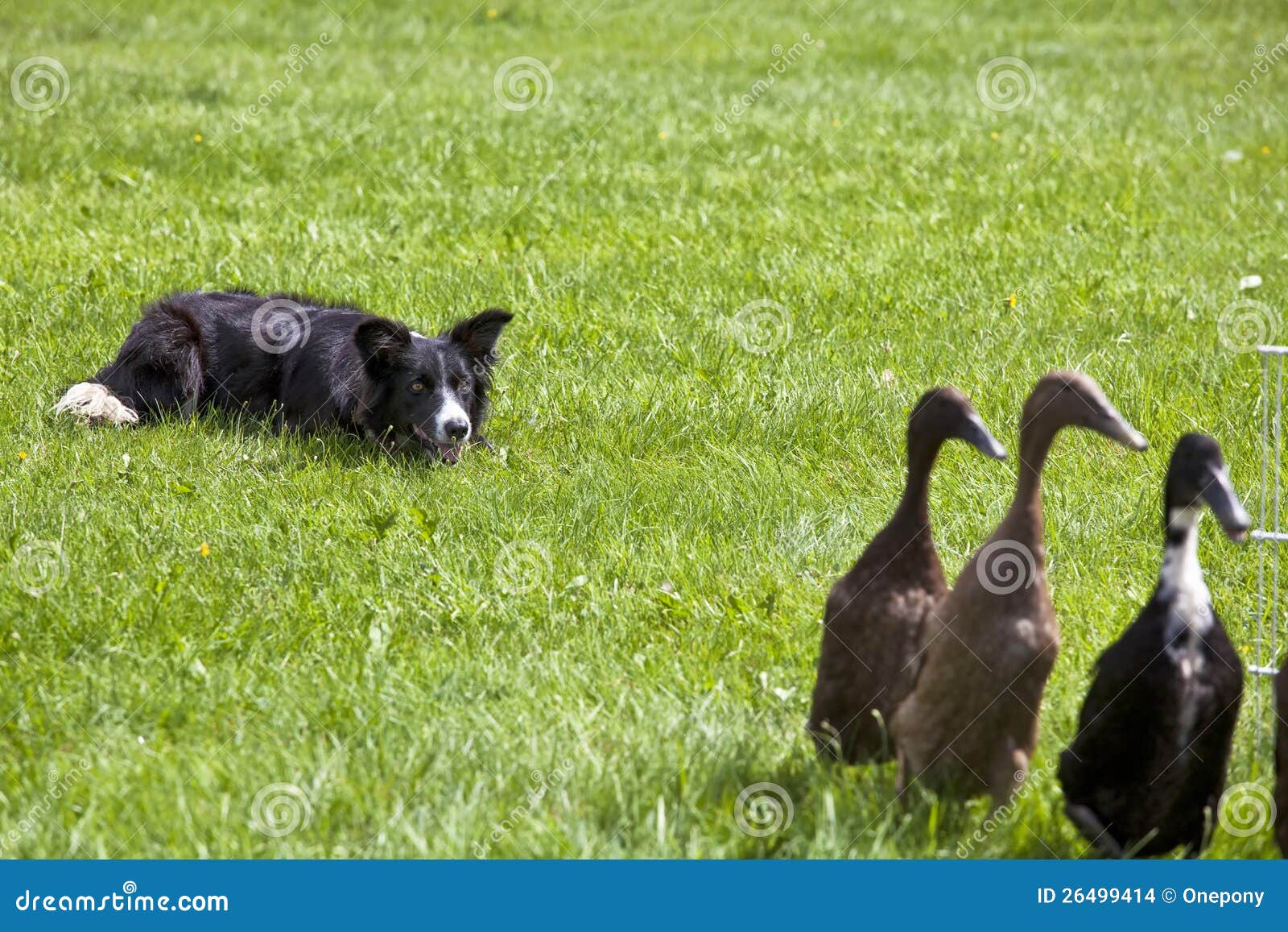 Working Border Collie stock photo. Image of collie, color - 26499414