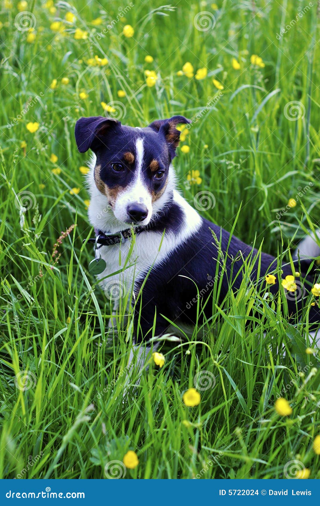 Working Border Jack Picture. Image: 5722024