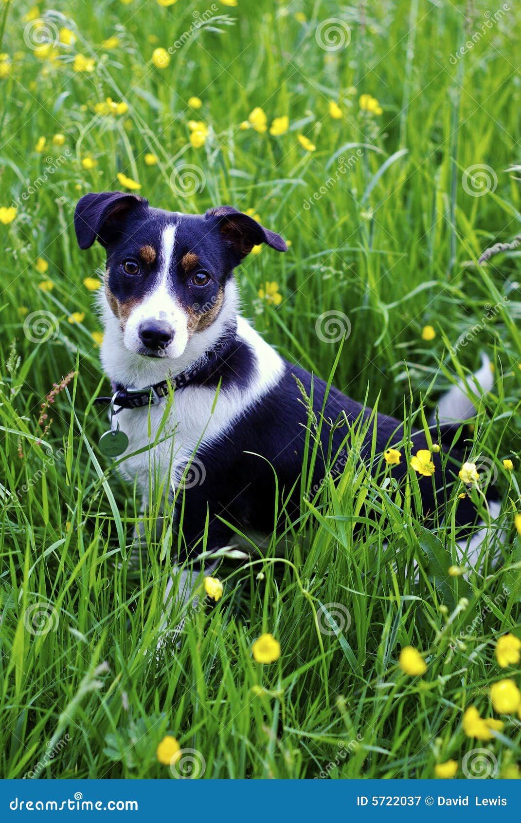 Border Jack Mixed Breed Puppy Playing Royalty-Free Stock Photography ...