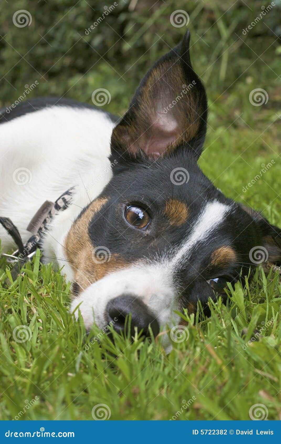 Border Jack Mixed Breed Puppy Playing Royalty-Free Stock Photography ...