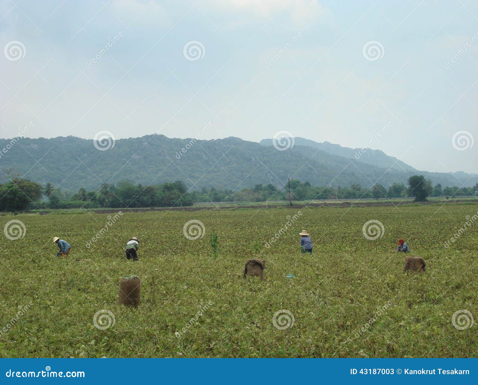 Working in the Bright Bean Field Stock Image - Image of bean, field ...