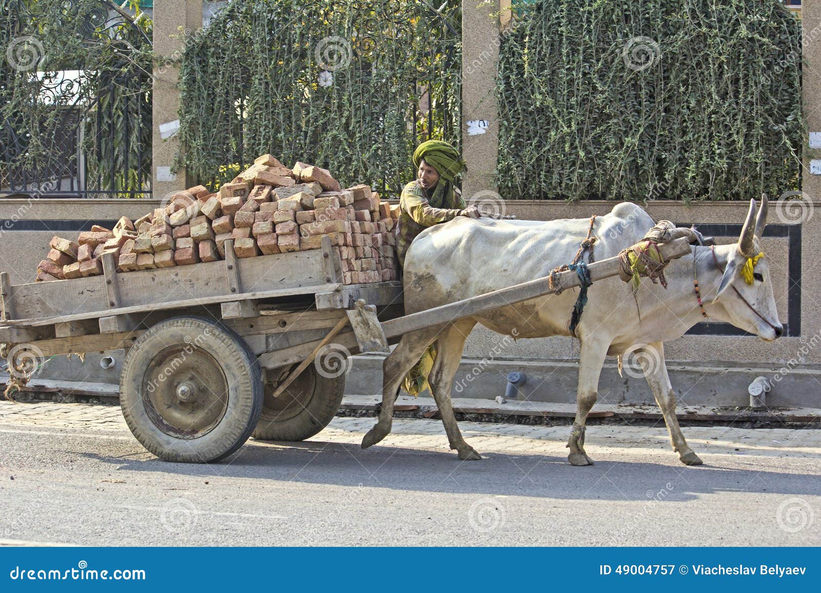 Working bull editorial photography. Image of working - 49004757