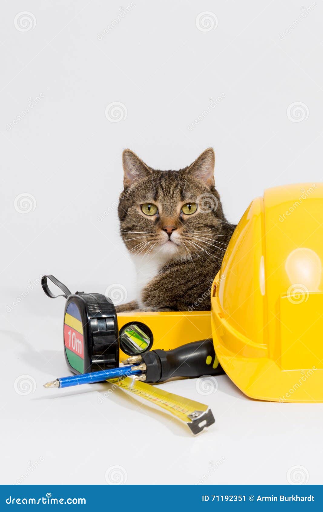 Working cat stock image. Image of safety, tiger, background - 71192351