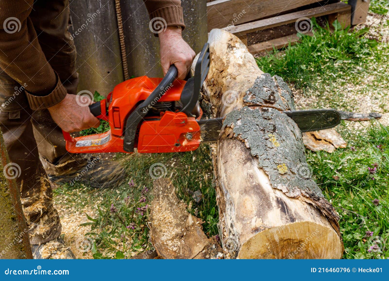 Working with a Chainsaw for Firewood Stock Photo - Image of forest ...