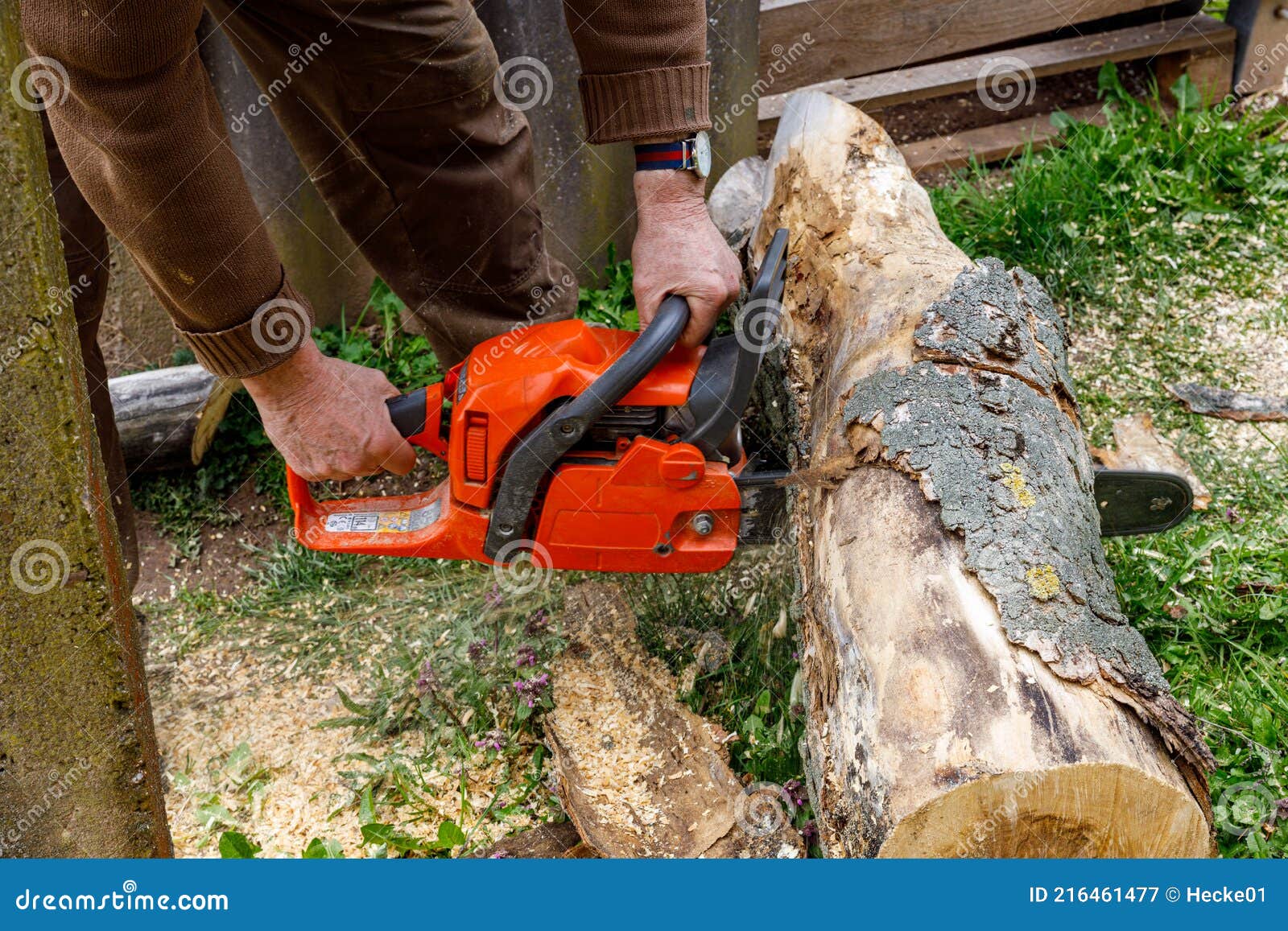 Working with a Chainsaw for Firewood Stock Image - Image of carpenter ...