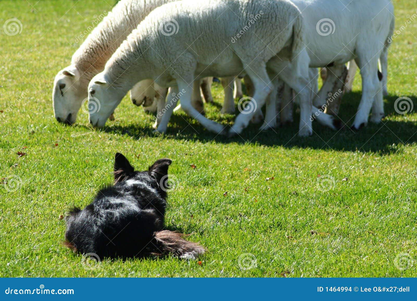 Working Class Dog 3 stock photo. Image of ranching, guard - 1464994