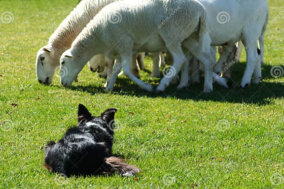 Working Class Dog 3 stock photo. Image of ranching, guard - 1464994