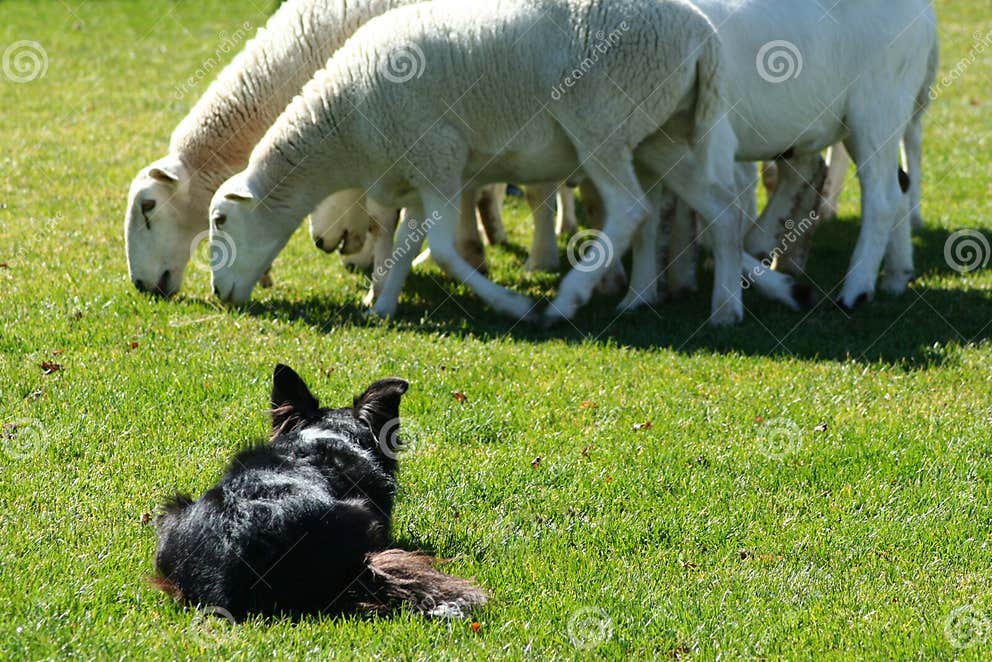 Working Class Dog 3 stock photo. Image of ranching, guard - 1464994