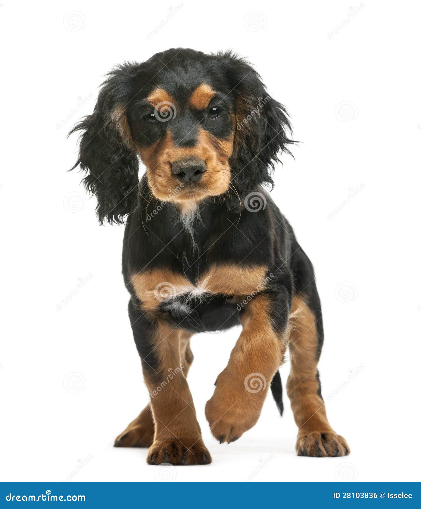 Working Cocker Spaniel, 10 Weeks Old Royalty-Free Stock Image ...