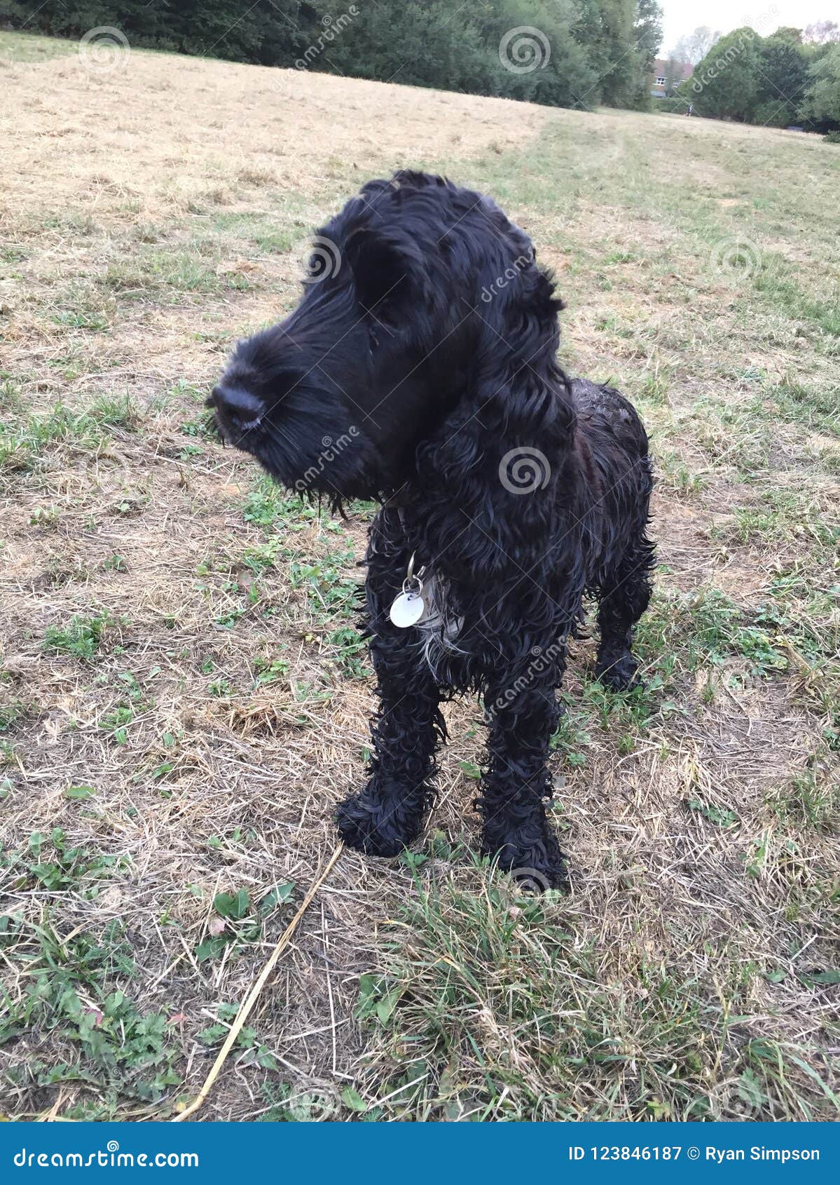 Working Cocker Spaniel in a Grass Field Stock Image - Image of spaniel ...