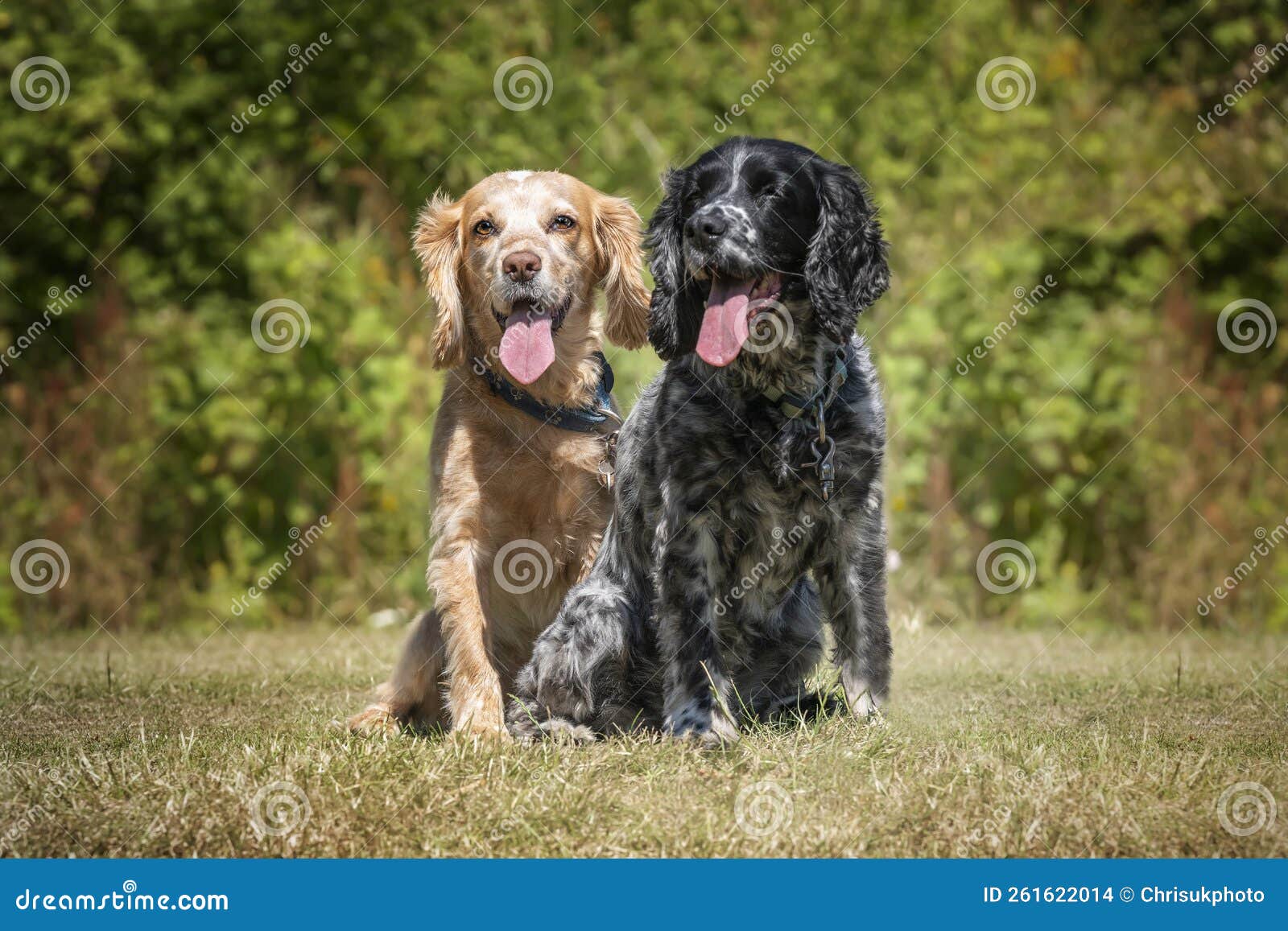 Working Cocker Spaniel Lemon Roan and Blue Roan Sitting and Looking at ...