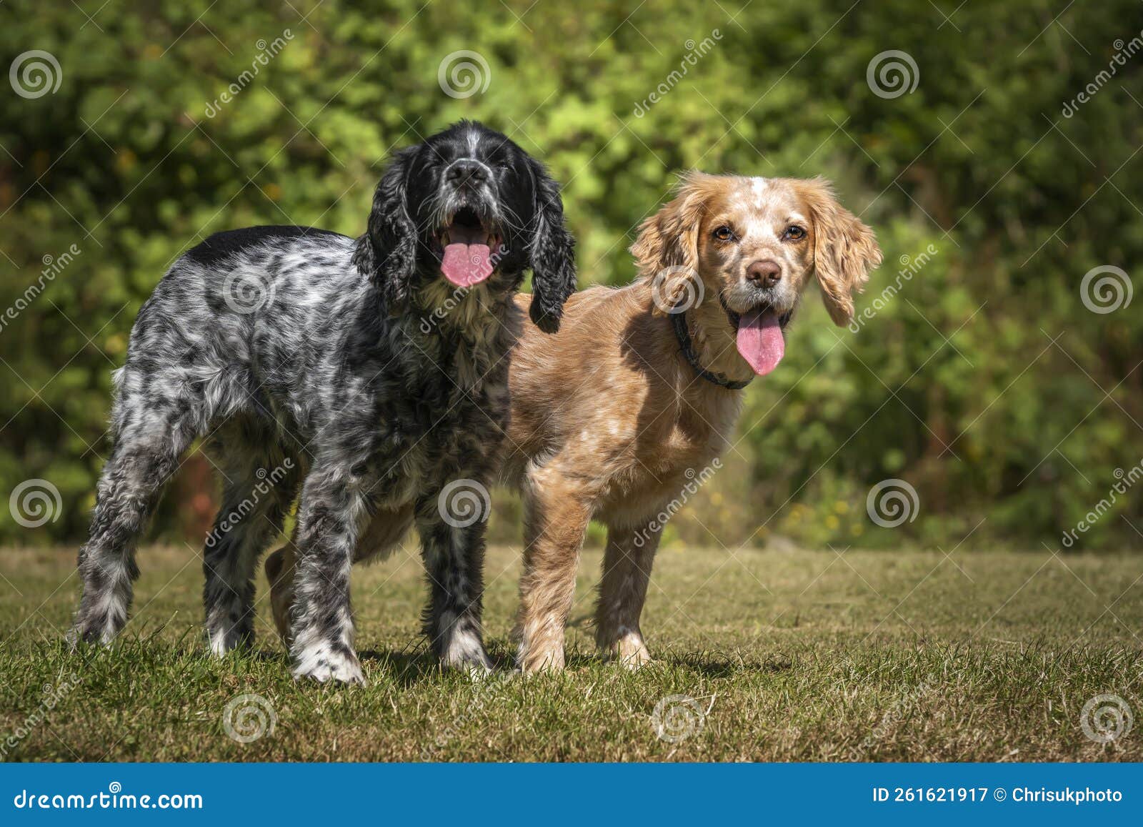 Working Cocker Spaniel Lemon Roan and Blue Roan Standing and Looking at ...