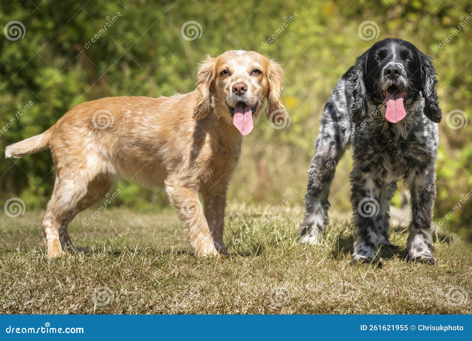 Working Cocker Spaniel Lemon Roan and Blue Roan Standing and Looking at ...
