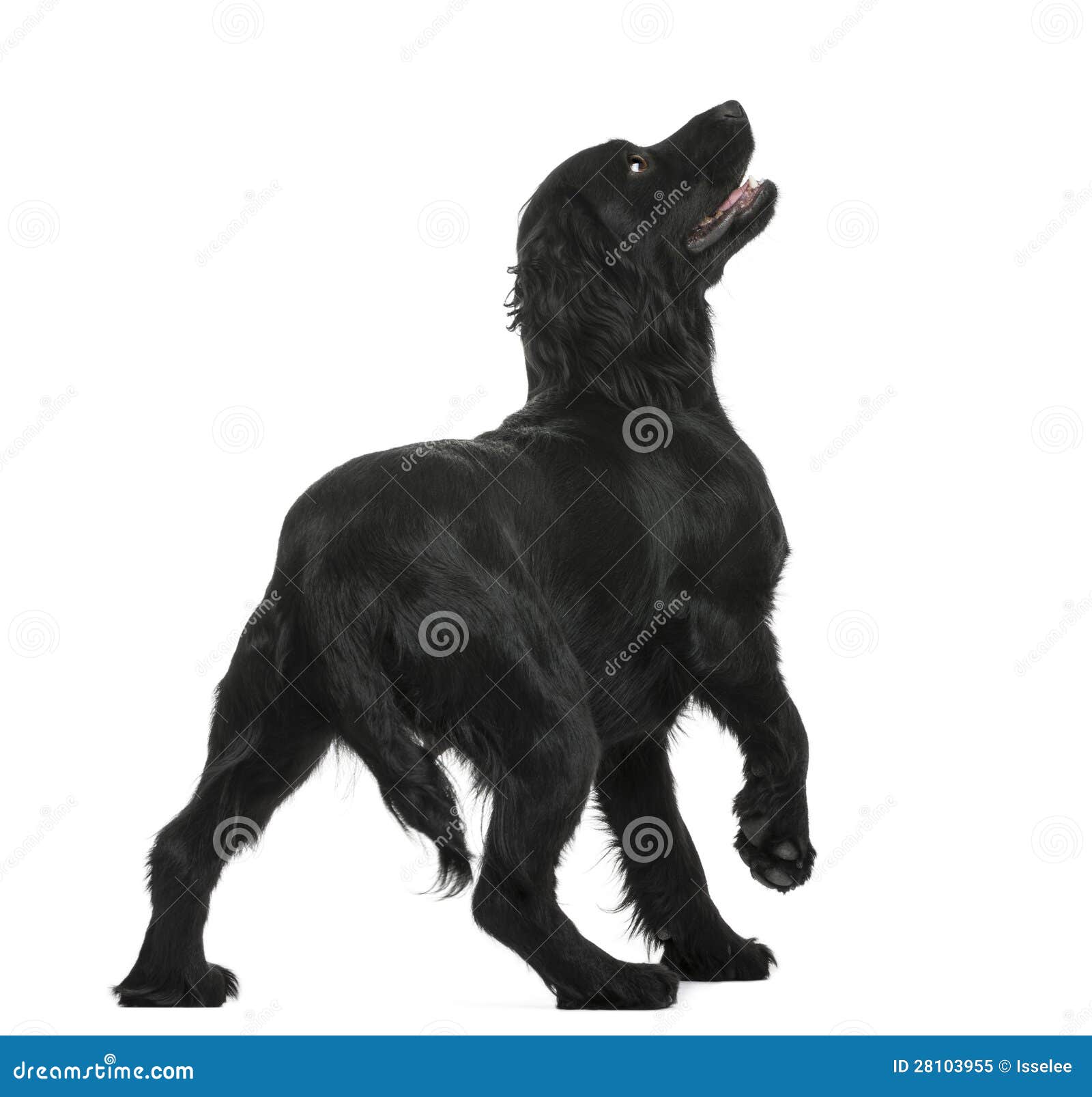 Working Cocker Spaniel, 10 Weeks Old Royalty-Free Stock Image ...
