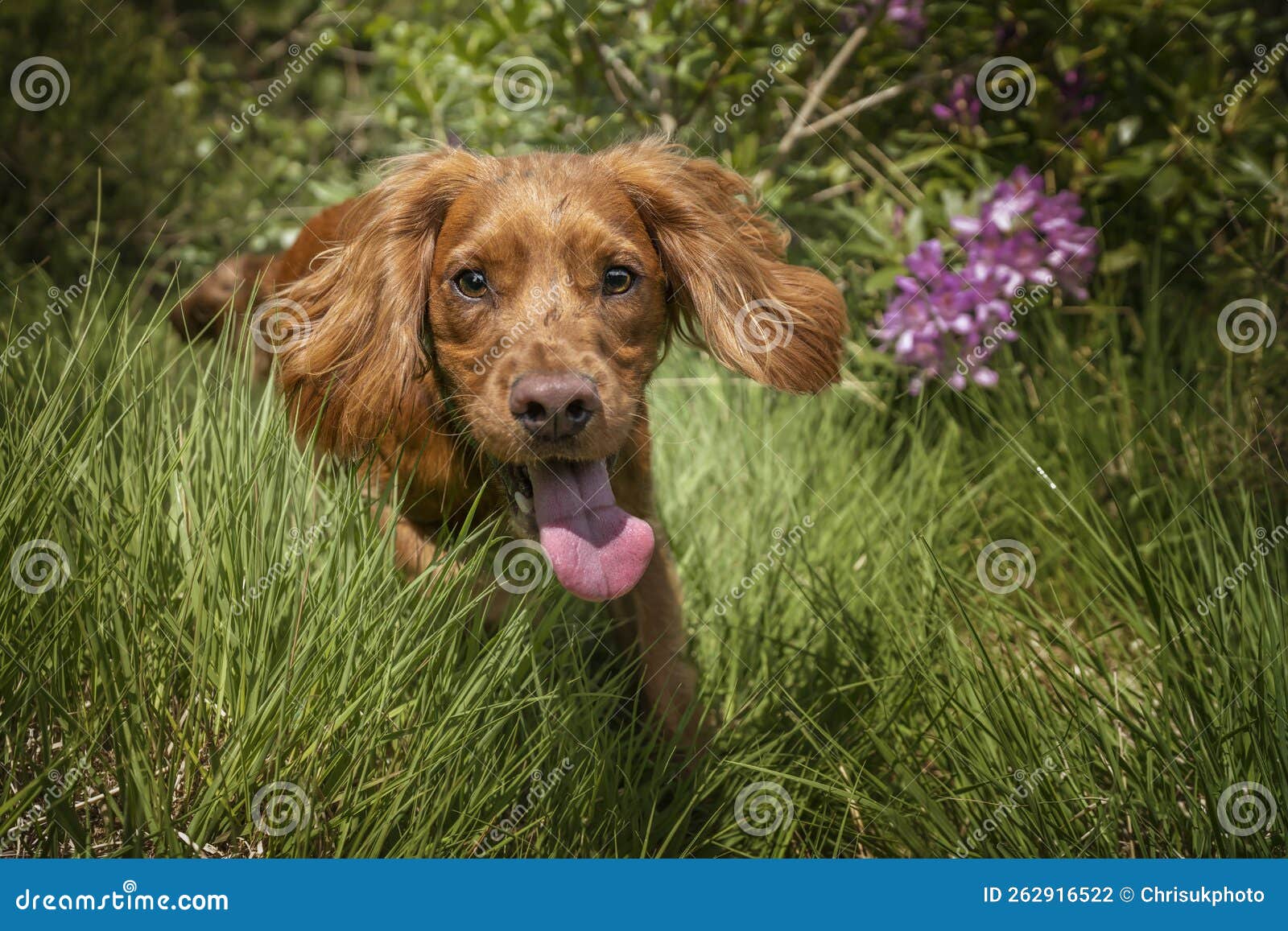Working Cocker Spaniel Puppy Close Up in a Forest Stock Photo - Image ...