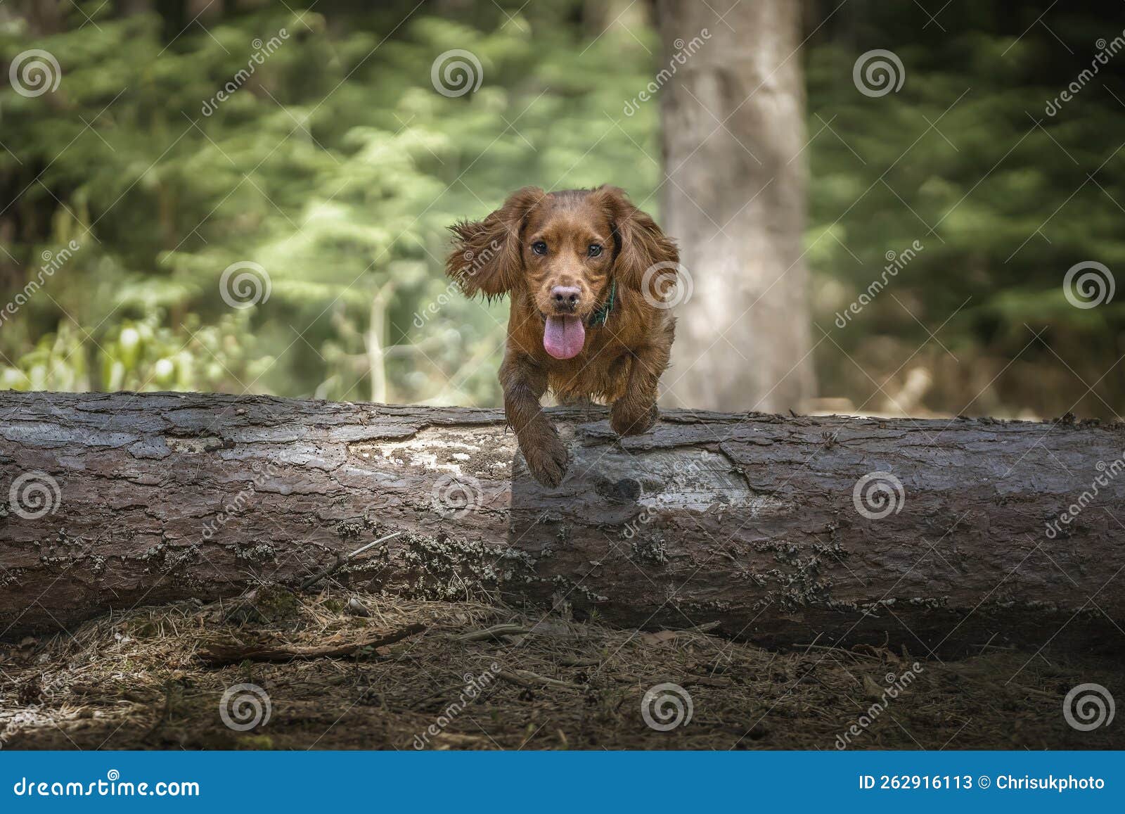 Working Cocker Spaniel Puppy Jumping Over a Log in a Forest Stock Image ...