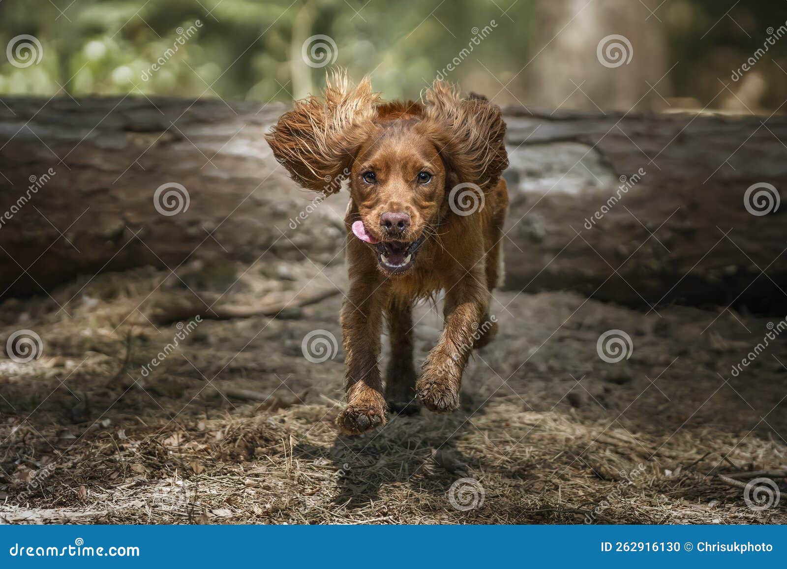 Working Cocker Spaniel Puppy Jumping Over a Log in a Forest Stock Photo ...