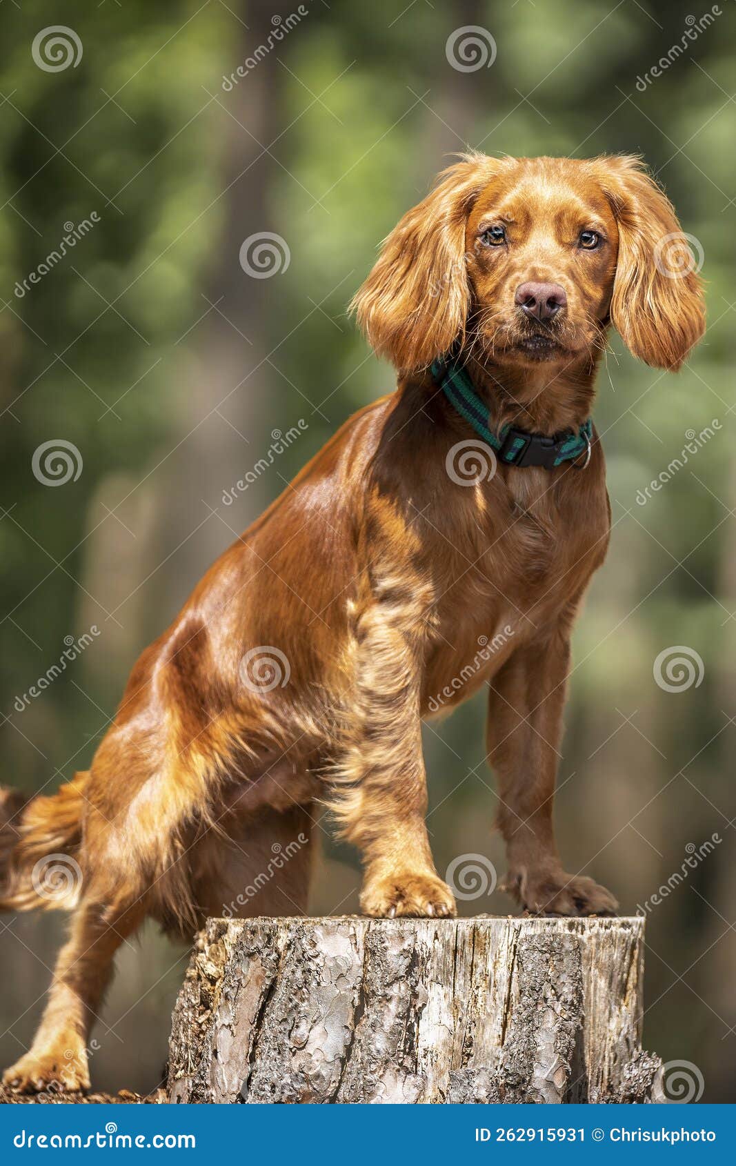 Working Cocker Spaniel Puppy Standing on a Tree Stump in a Forest Stock ...