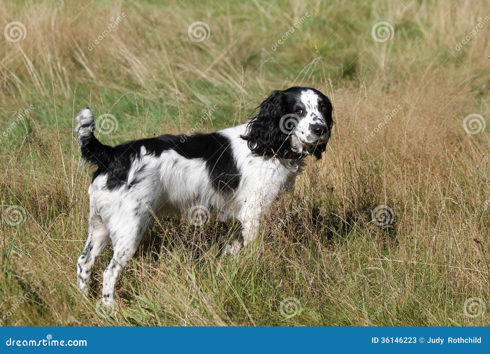 Working Cocker Spaniel stock image. Image of champion - 36146223