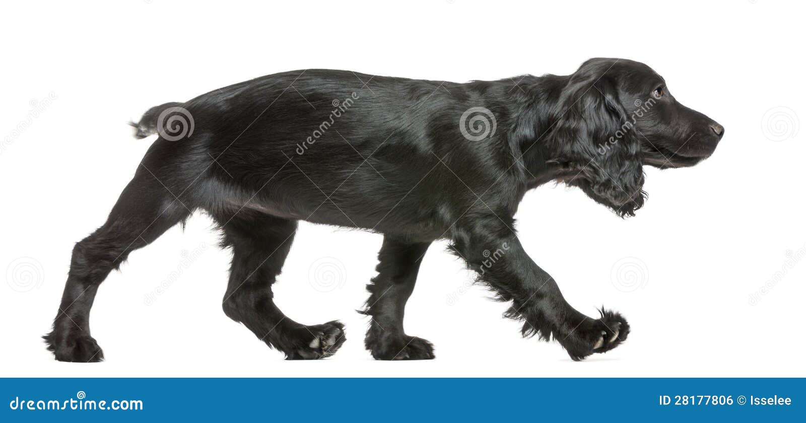 Working Cocker Spaniel, 10 Weeks Old Royalty-Free Stock Image ...