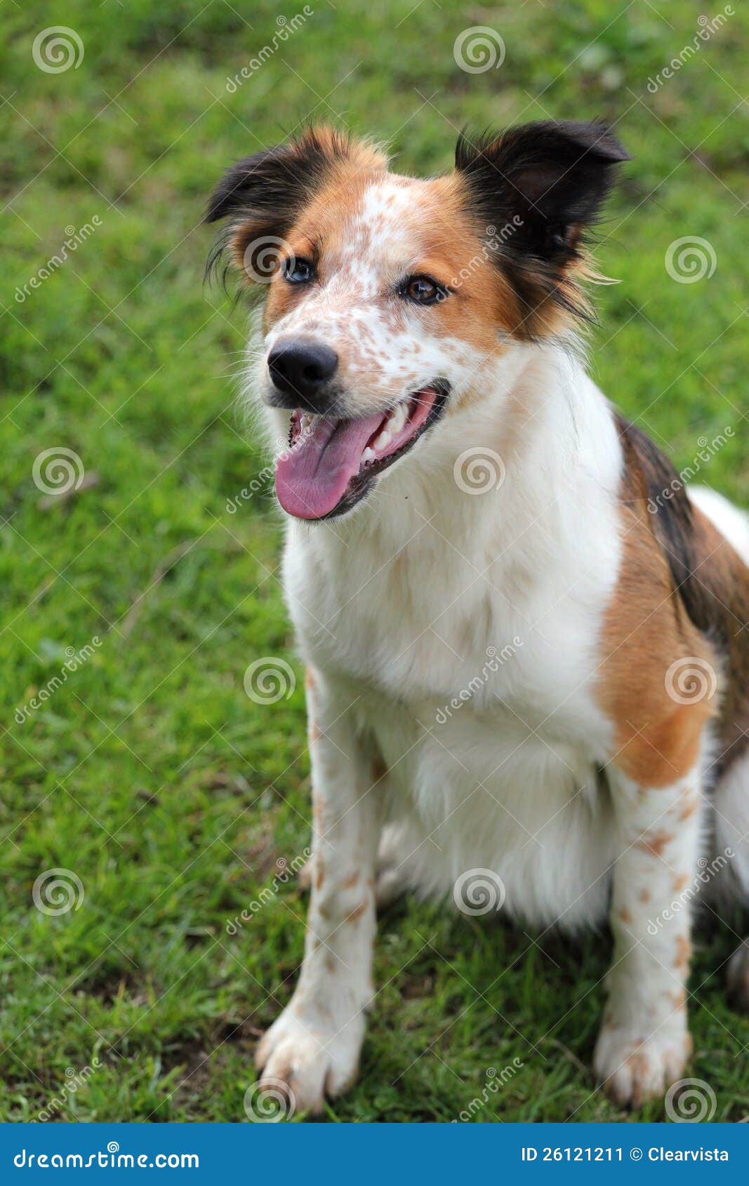 Working collie sheep dog stock image. Image of sheepdog - 26121211