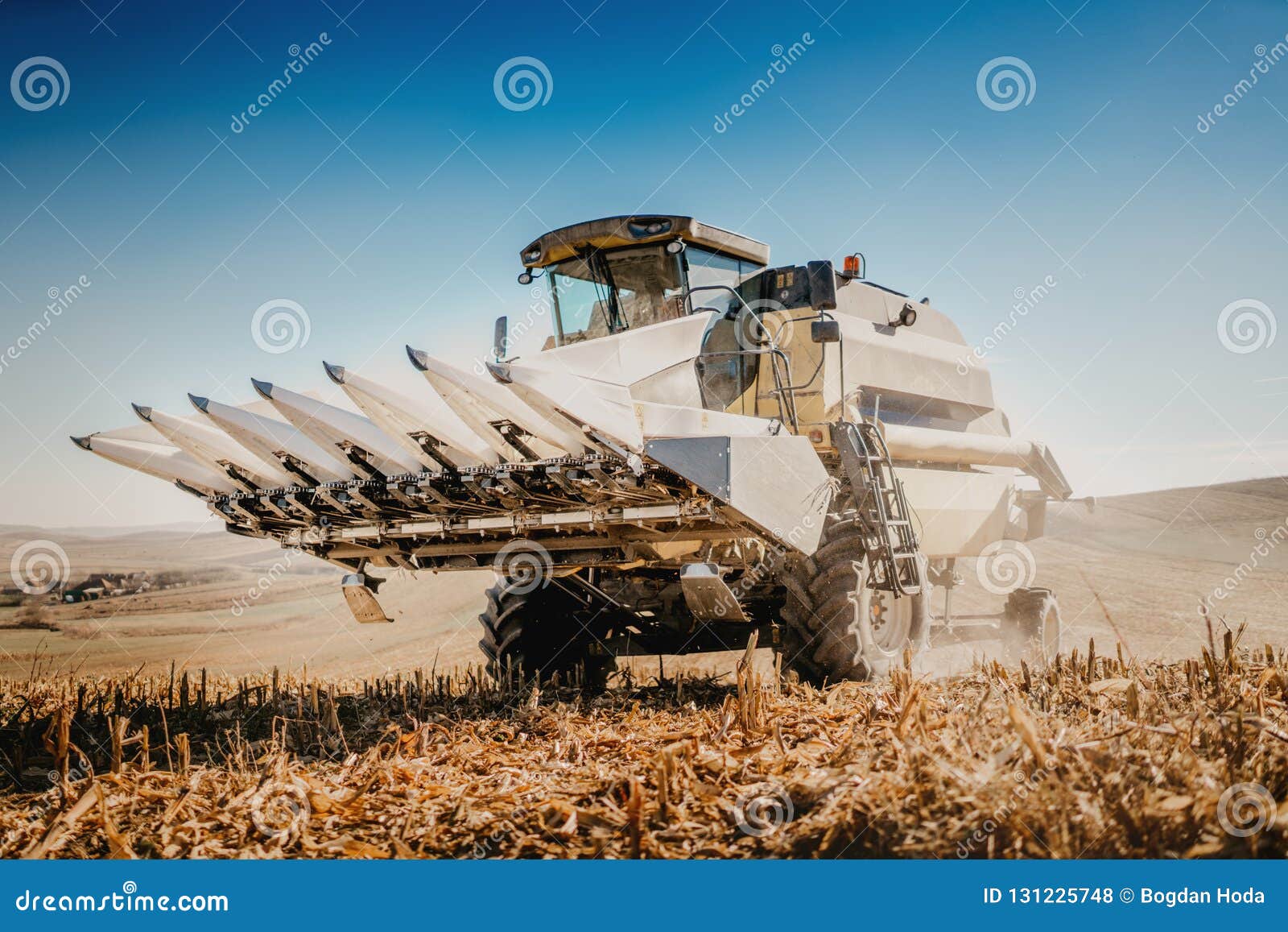 Working Combine Harvesting Corn .Working Details of Autumn Harvest ...