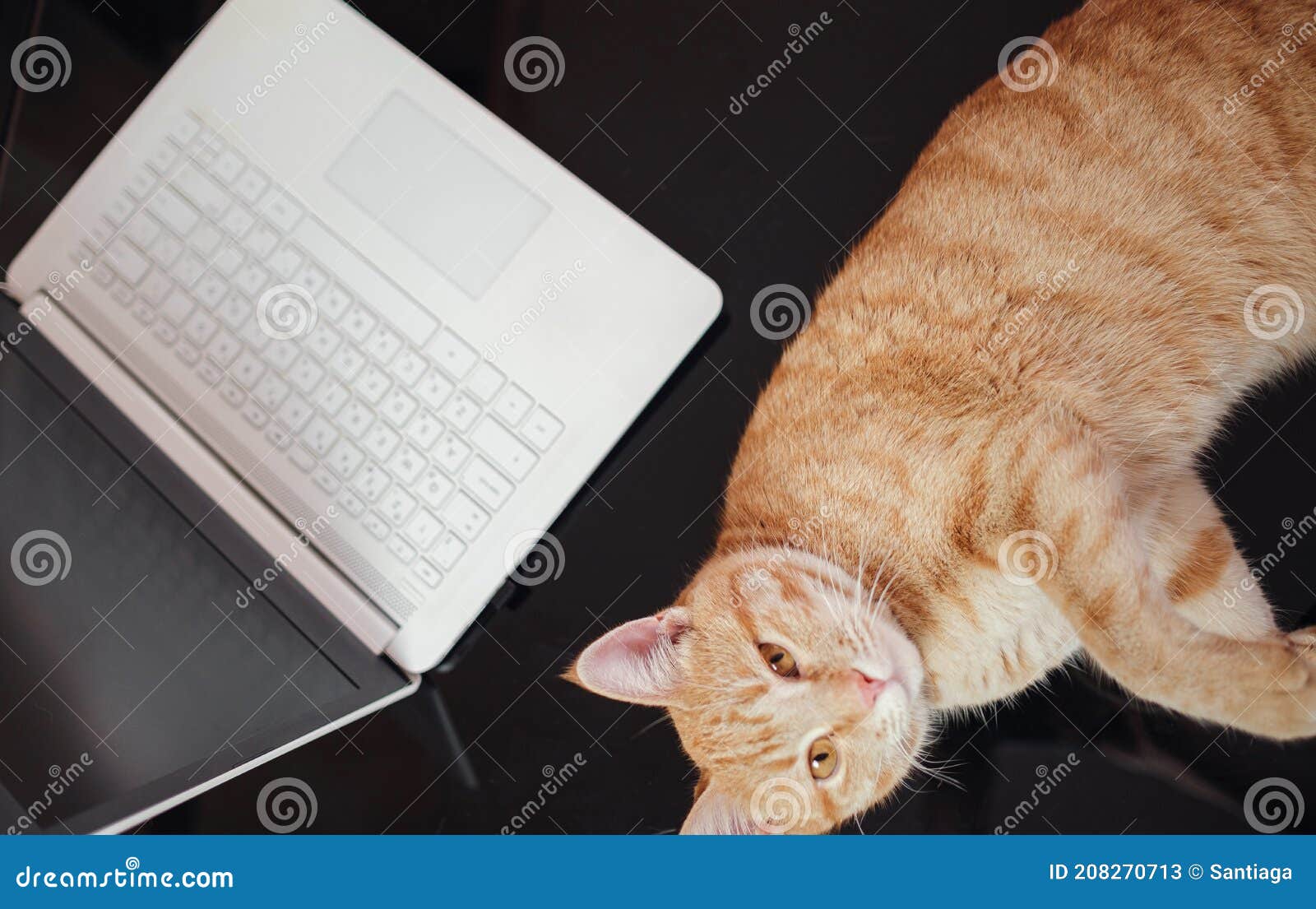 Working Concept - Computer and Cat. Difficulties and Joys of Working ...