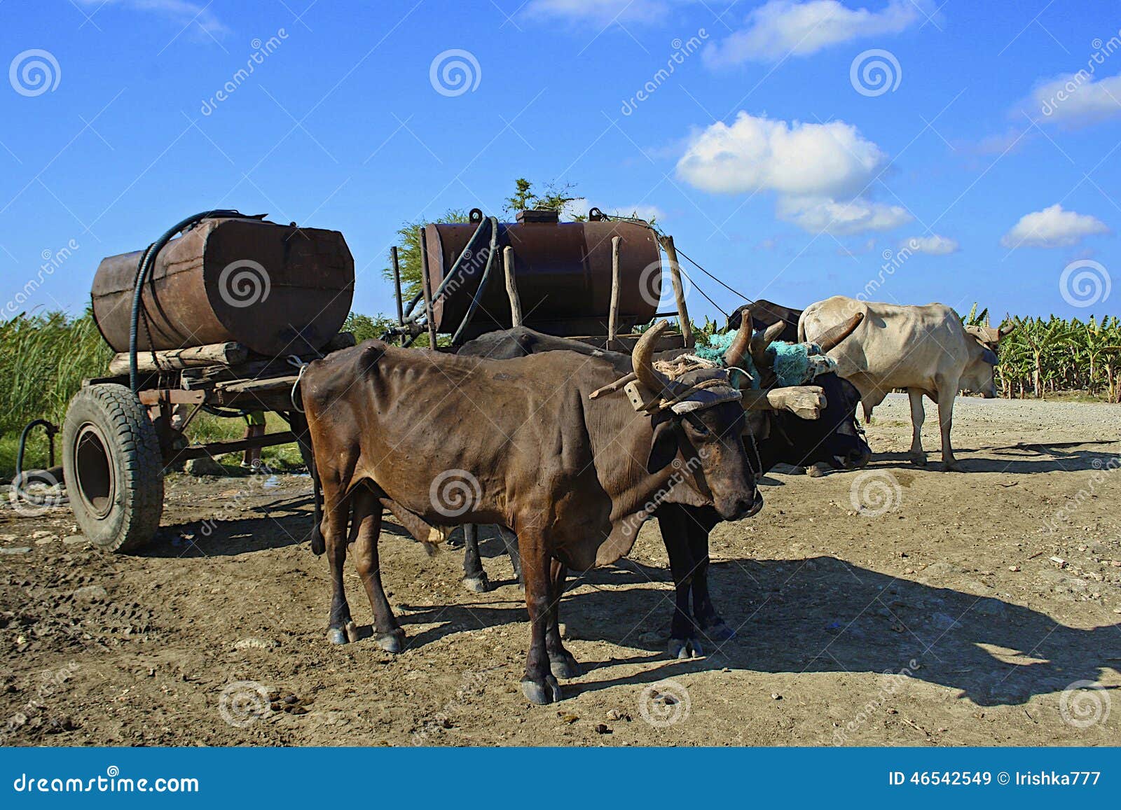 Working cows in Cuba stock image. Image of skinny, farm - 46542549