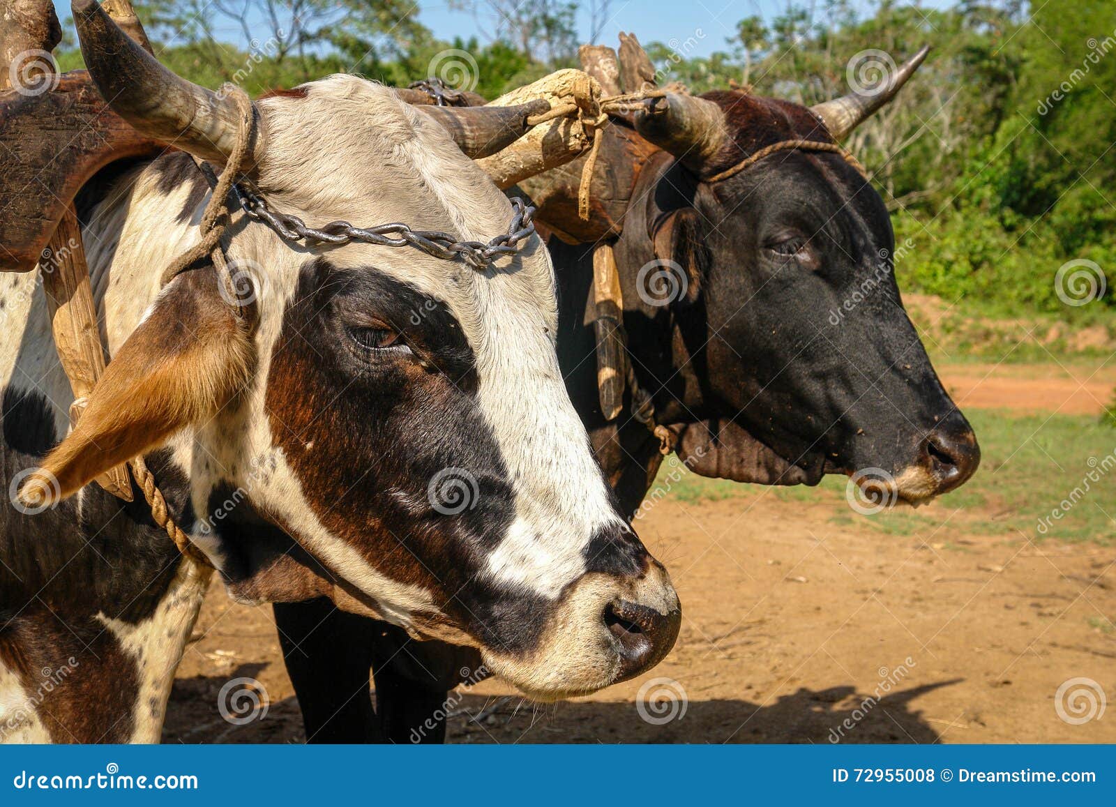 Working cows stock photo. Image of animals, countryside - 72955008