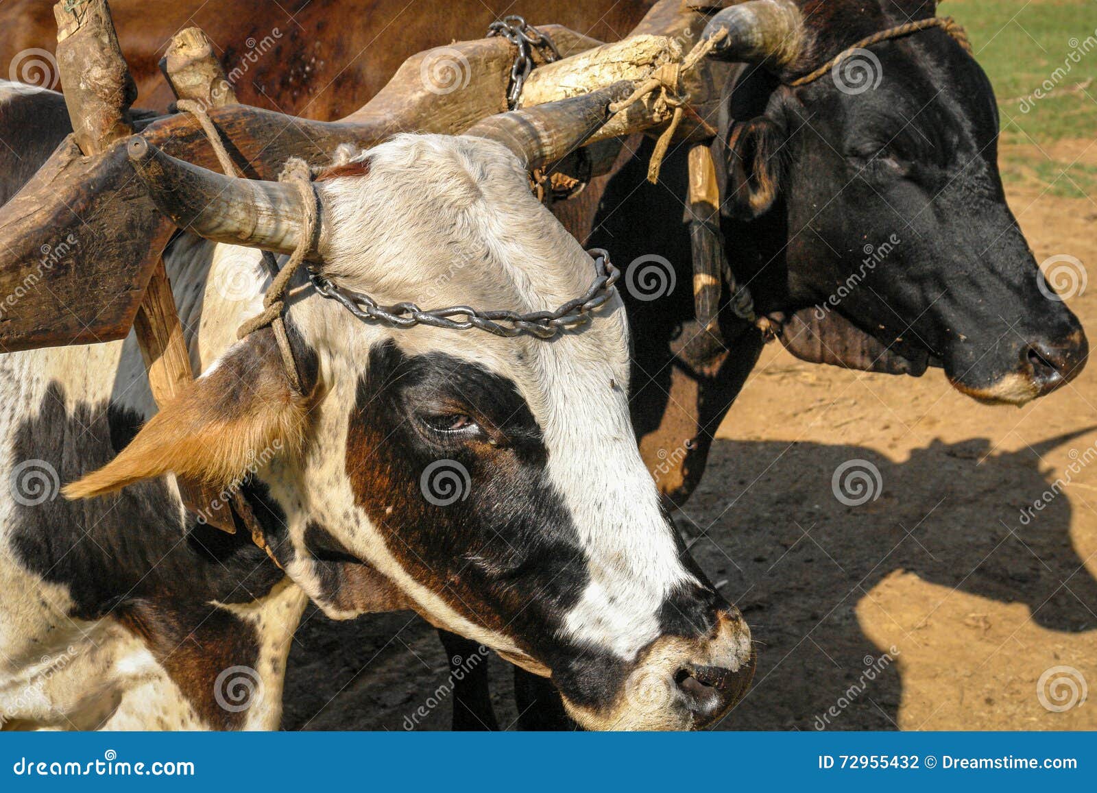 Working cows stock photo. Image of animals, agriculture - 72955432