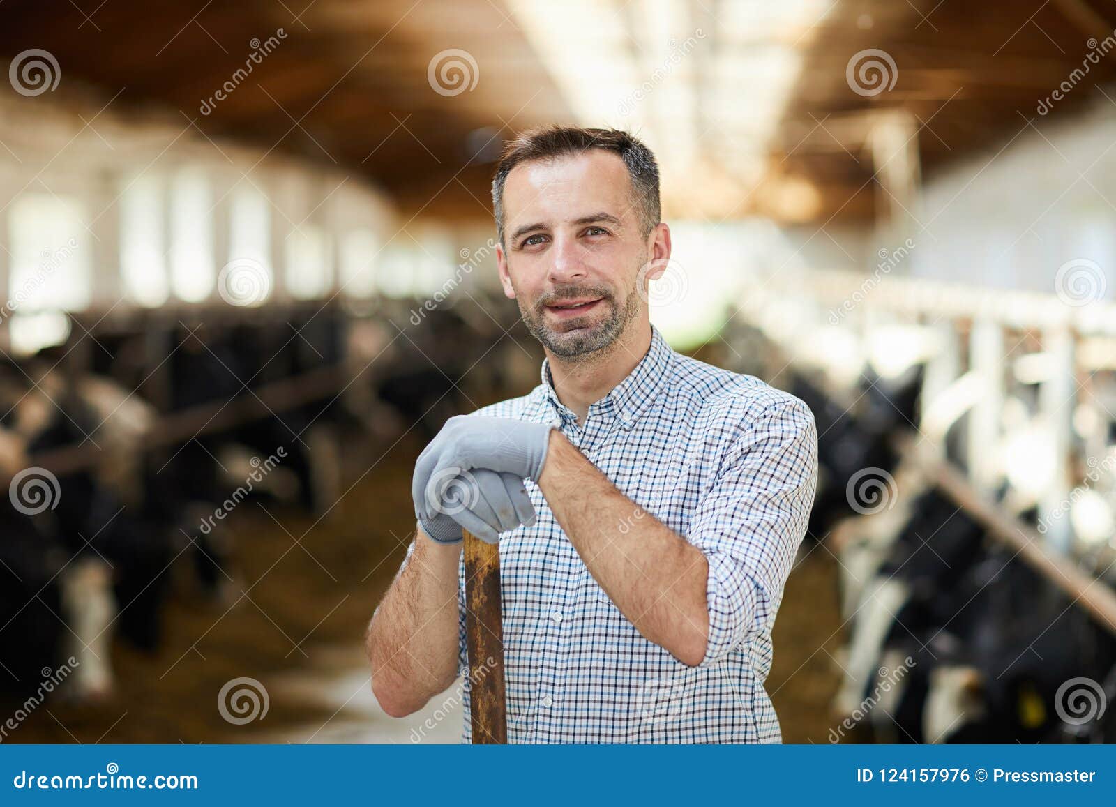 Working in cowshed stock photo. Image of labor, profession - 124157976