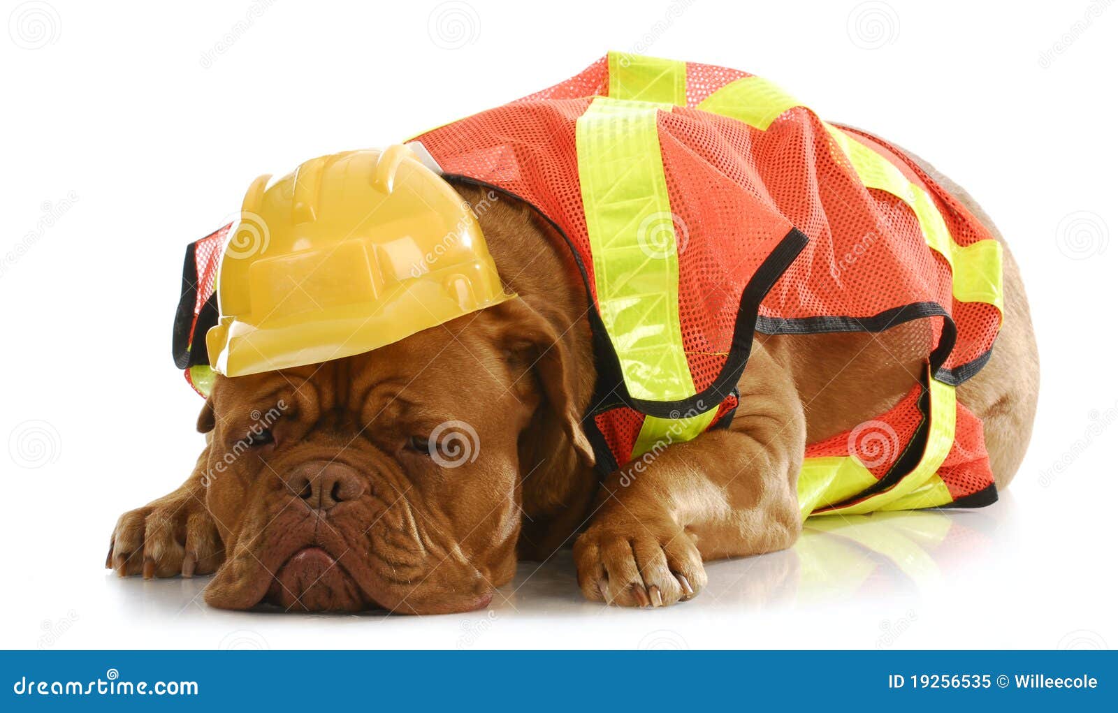 Working dog stock image. Image of exhausted, work, funny - 19256535