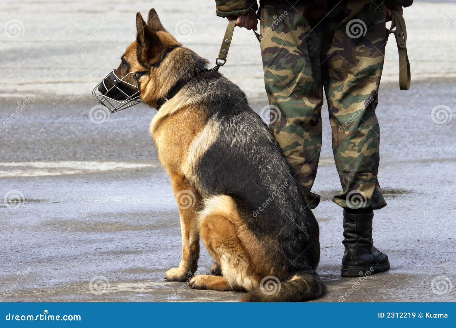Working dog stock image. Image of people, canine, professional - 2312219