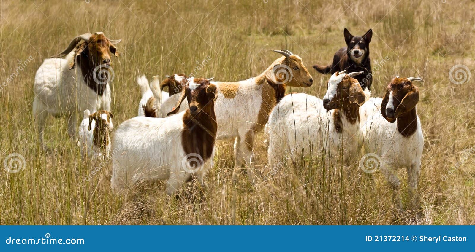 Working Dog Australian Kelpie Herds Goats Stock Photo - Image of ...